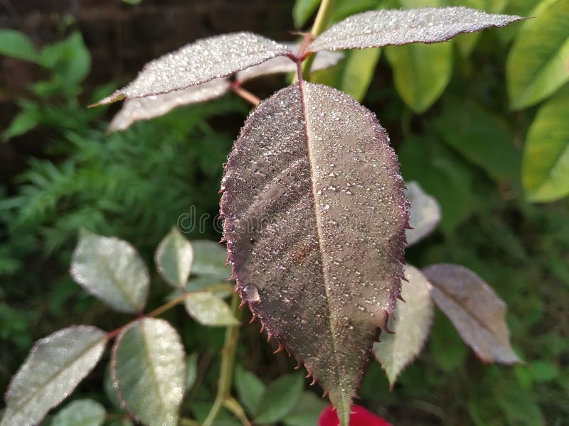 Hoja de rosa imagen de archivo. Imagen de rosa, debido - 164424991