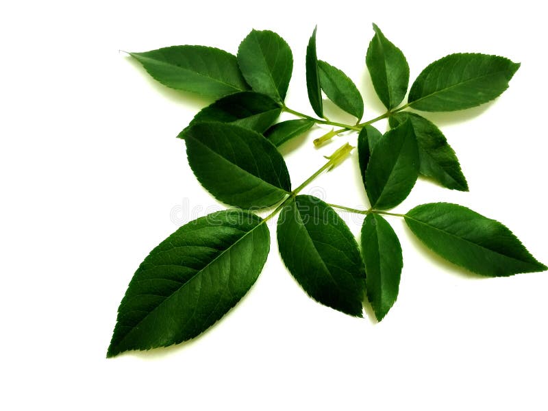 Hoja De Rosa Aislada Sobre Fondo Blanco Imagen de archivo - Imagen de ...