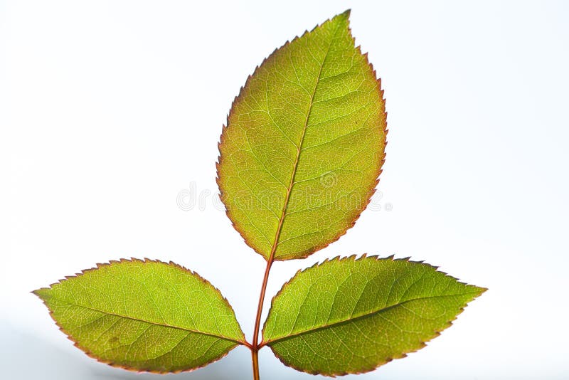 Hoja de rosa foto de archivo. Imagen de foto, modelos - 168827990