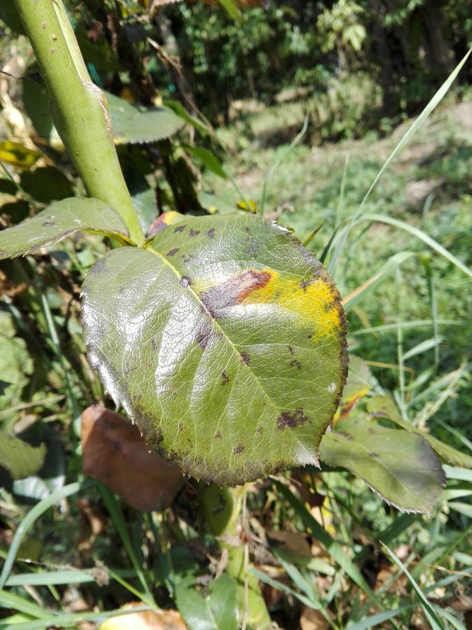 Hoja de Rose foto de archivo. Imagen de rosa, hoja, verde - 126793518