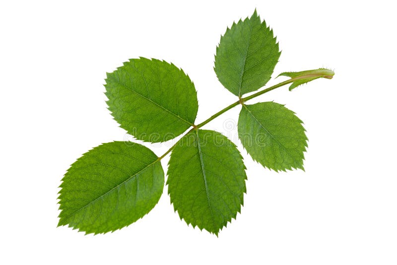 Hoja de Rose imagen de archivo. Imagen de hermoso, cubo - 30965283