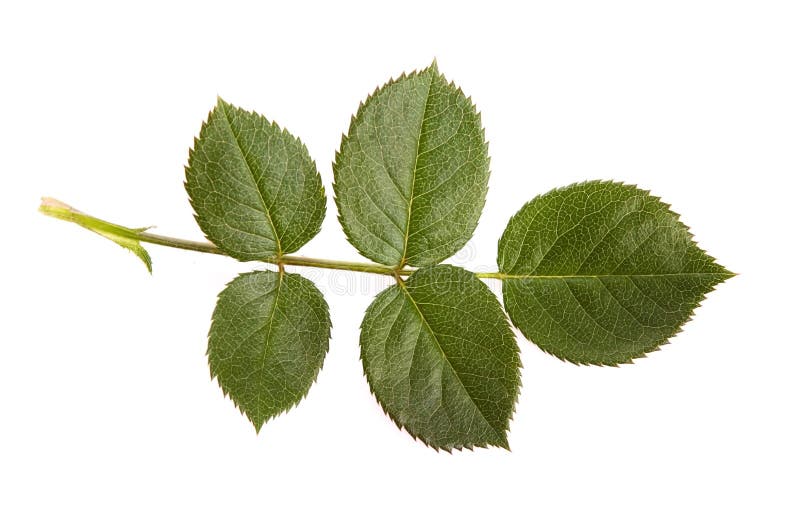 Hoja de Rose imagen de archivo. Imagen de hermoso, cubo - 30965283