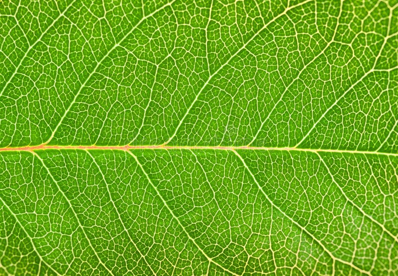 Hoja de Rose imagen de archivo. Imagen de follaje, detalles - 31125617