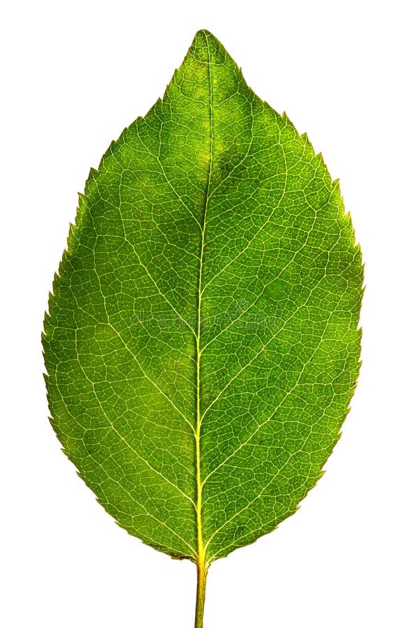 Hoja de Rose foto de archivo. Imagen de verano, rosa - 38670488