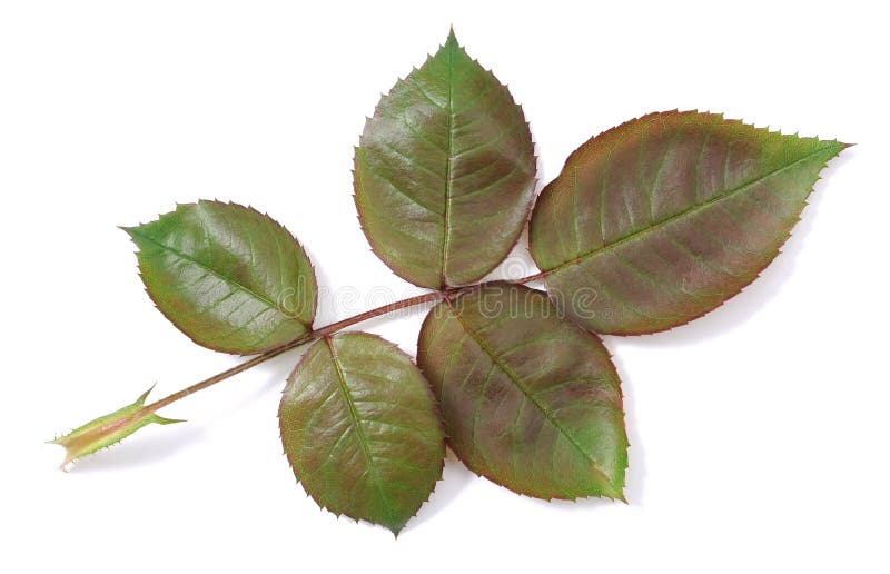Hoja de Rose foto de archivo. Imagen de travieso, adorne - 42403044