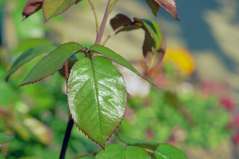 Hoja de Rose imagen de archivo. Imagen de cubo, hoja - 47507871