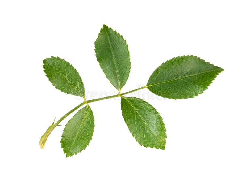 Hoja De Rose Aislada En Blanco Foto de archivo - Imagen de blanco, rosa ...