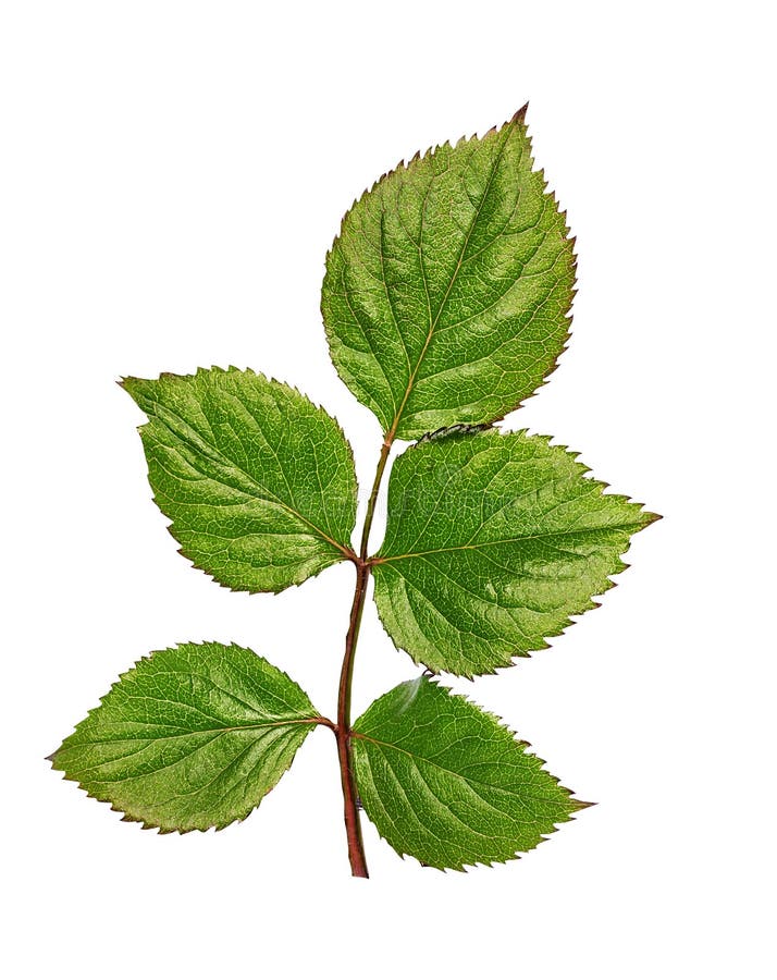 Hoja De Rose Aislada En Blanco Foto de archivo - Imagen de resorte ...