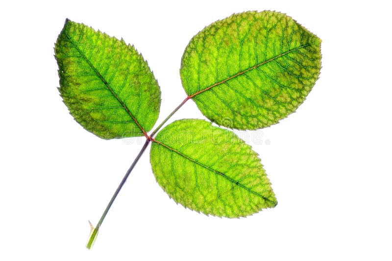 Hoja de Rosa. Aislada foto de archivo. Imagen de hoja - 13885212