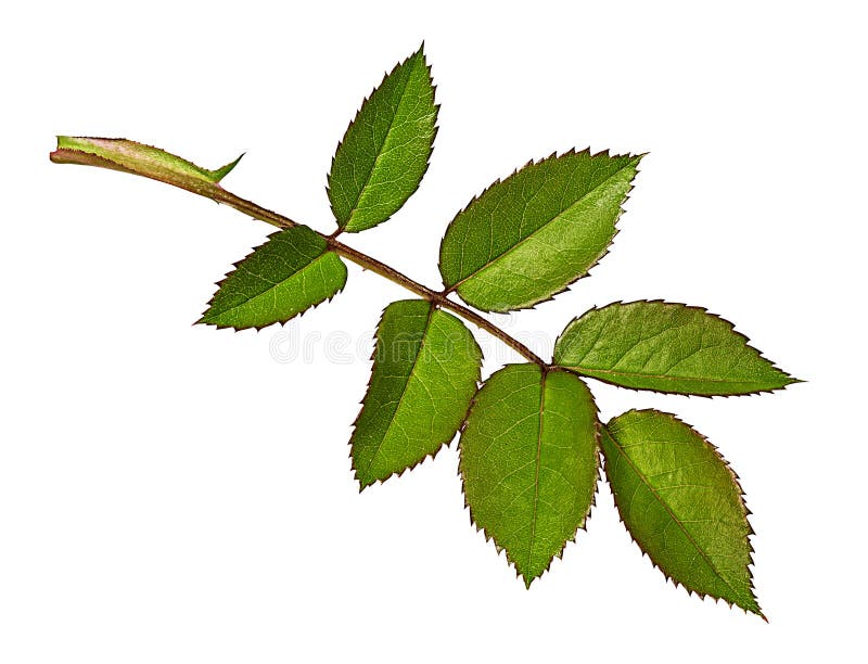 Hoja de Rose en un blanco foto de archivo. Imagen de rosa - 124067688