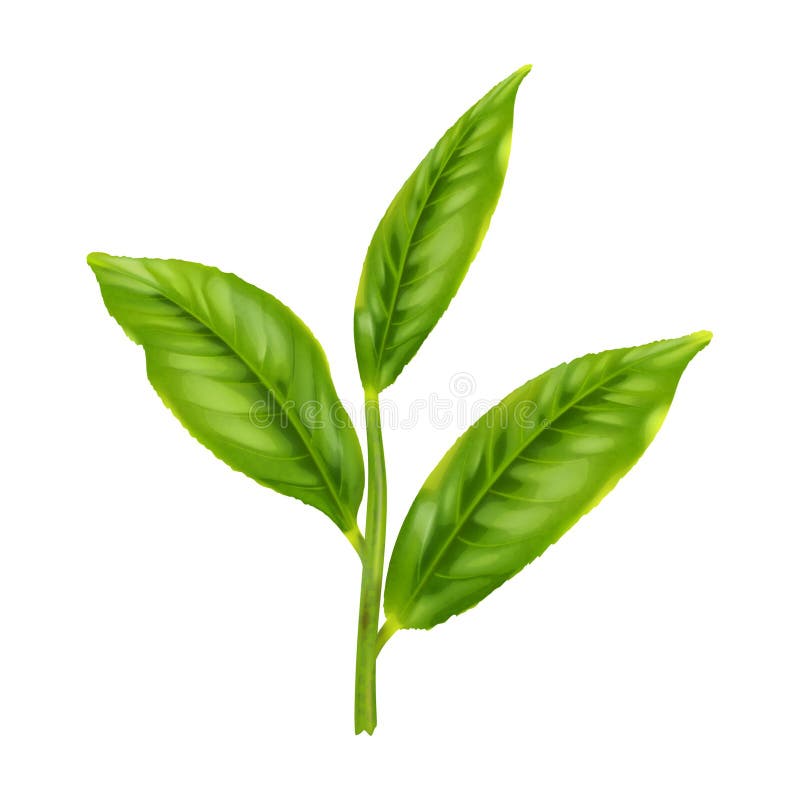 Hoja de t? verde stock de ilustración. Ilustración de brote - 153285774