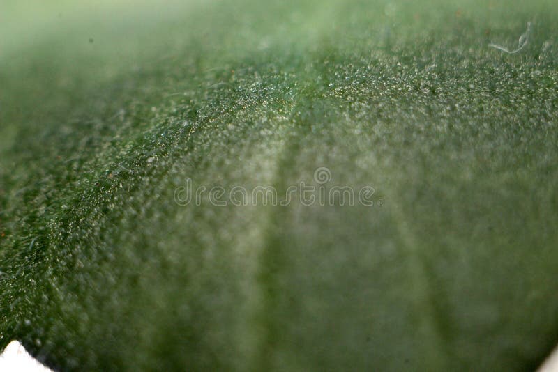 Hoja De Una Flor Tan Cerca Como Macro Posible Foto de archivo - Imagen ...