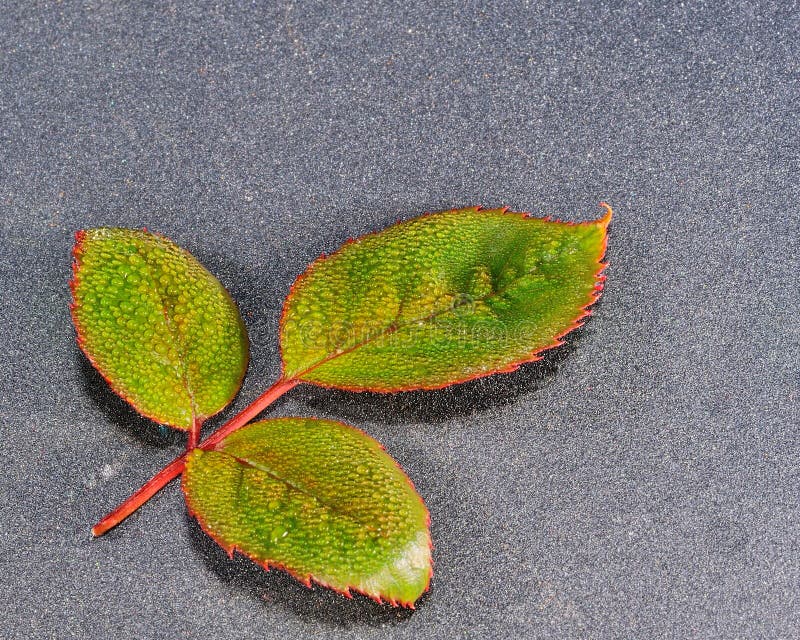 Hoja de una Rose foto de archivo. Imagen de verde, gotas - 44984082
