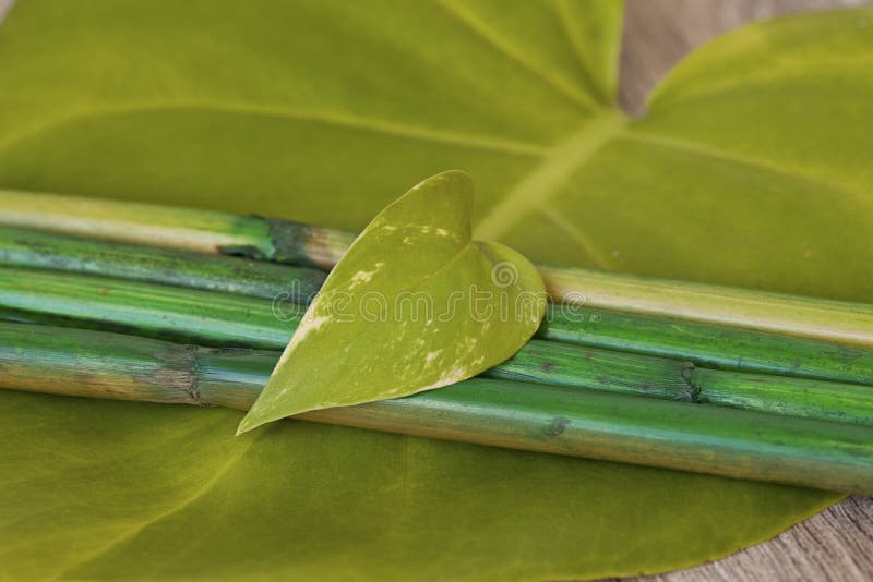 Hoja De Zen Wellness Still Life with Imagen de archivo - Imagen de ...