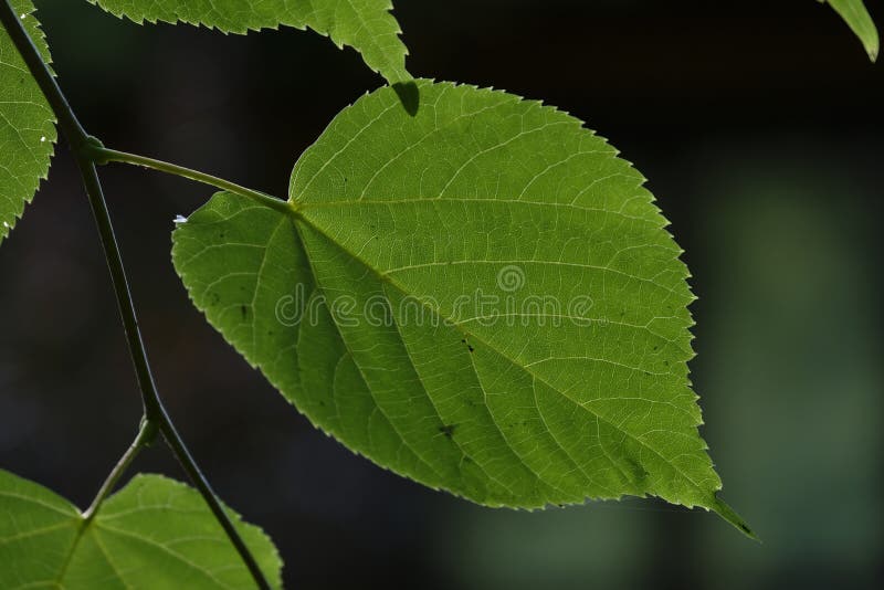 Una Hoja De Un árbol Del Tilo Foto de archivo - Imagen de botánica ...