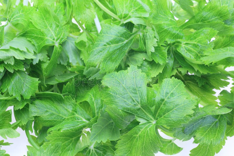 Primer de la hoja del apio imagen de archivo. Imagen de nico - 43146957