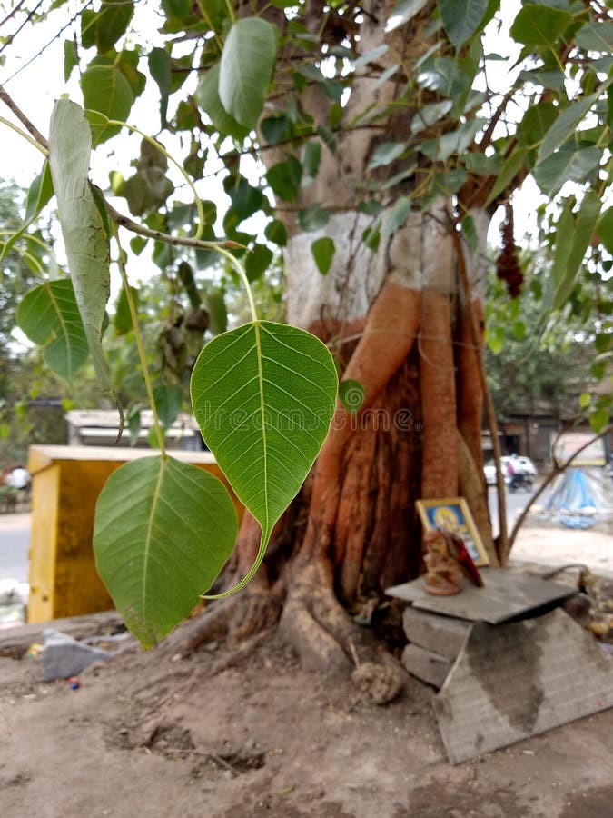 Hoja del baniano imagen de archivo. Imagen de verde - 118604323