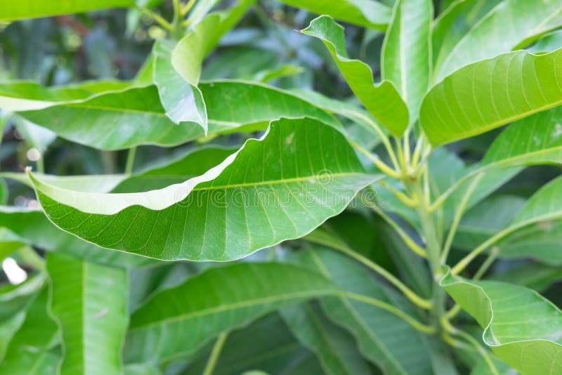 Hoja del mango imagen de archivo. Imagen de mango, pesado - 65746253