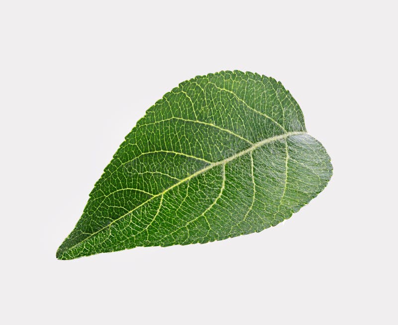 Hoja Del Manzano Aislada En Un Blanco Foto de archivo - Imagen de ...