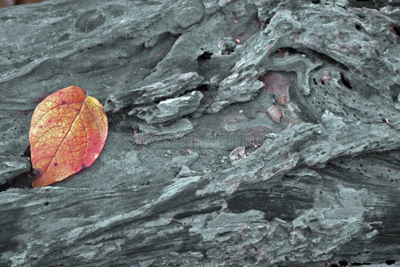 Sola calabaza del otoño imagen de archivo. Imagen de octubre - 23426467