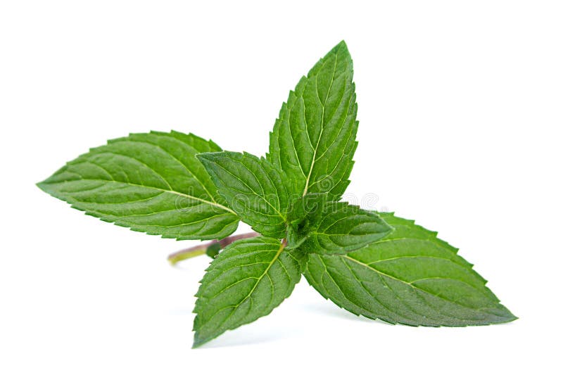 Hoja Del Primer De La Hierbabuena Imagen de archivo - Imagen de flor ...