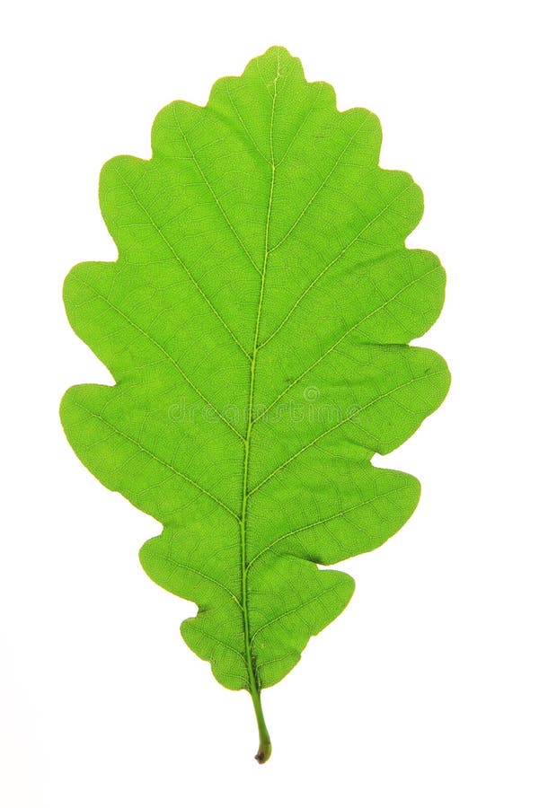 Hoja Del Roble Blanco (quercus Alba) Imagen de archivo - Imagen de ...