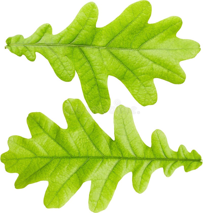 Hoja del roble imagen de archivo. Imagen de gotas, árbol - 14760747