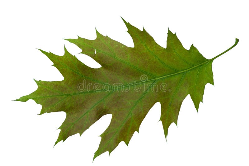 Hoja del roble aislada foto de archivo. Imagen de roble - 70793658