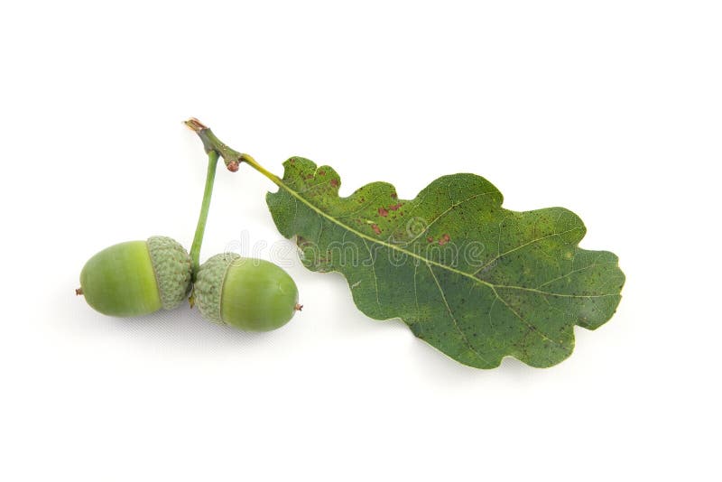 Hoja y bellota del roble imagen de archivo. Imagen de aislado - 5988803