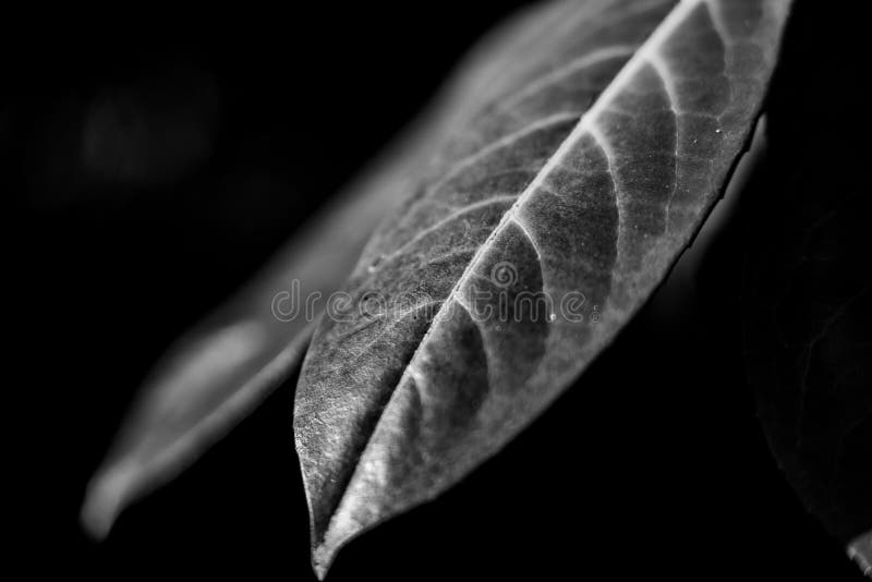 Hoja en blanco y negro imagen de archivo. Imagen de blanco - 177277957