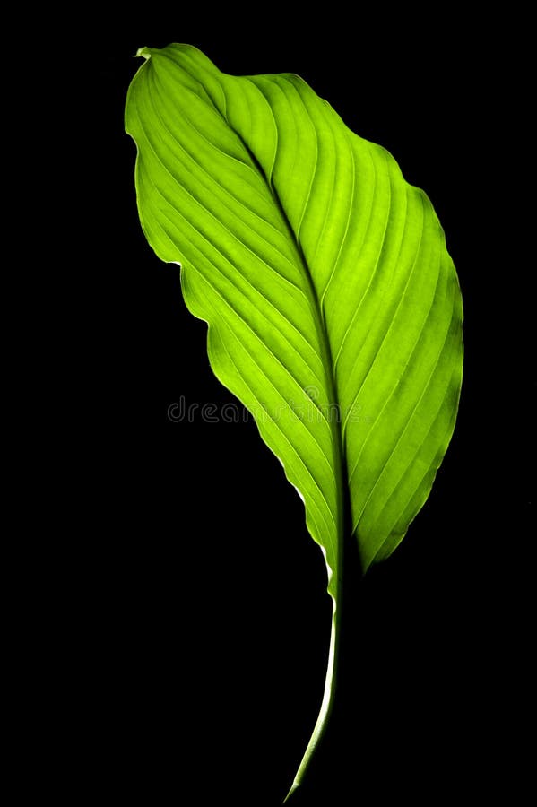 Grupo de hojas foto de archivo. Imagen de muestra, objeto - 27958476