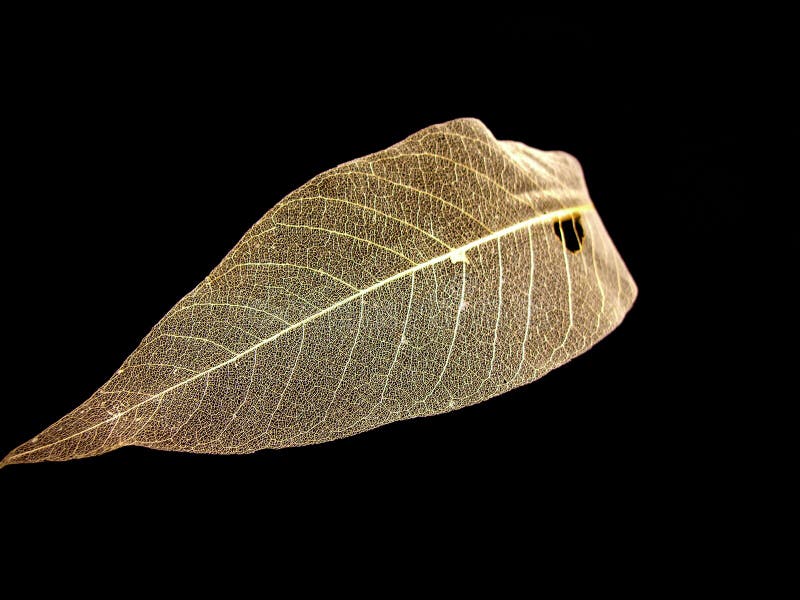 Hoja en negro imagen de archivo. Imagen de hoja, nervio - 5288053