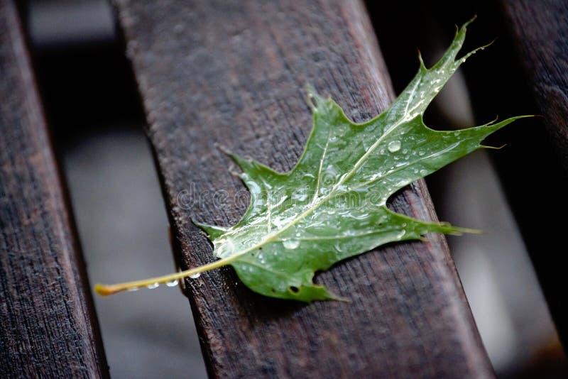Hoja en un banco imagen de archivo. Imagen de lluvia - 56000091