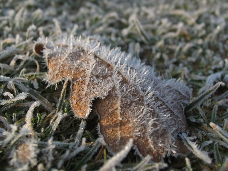 Hoja escarchada imagen de archivo. Imagen de cristal - 17419637