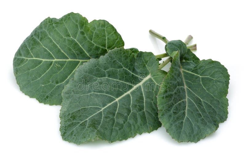 Hoja de col verde fresca imagen de archivo. Imagen de diario - 66513261