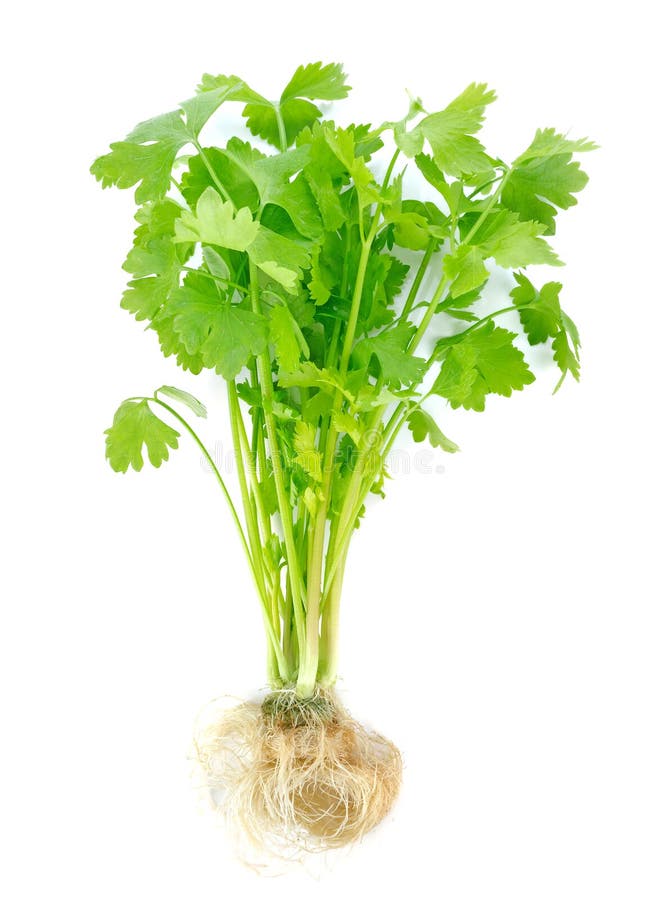 Primer de la hoja del apio imagen de archivo. Imagen de cocinero - 43146957