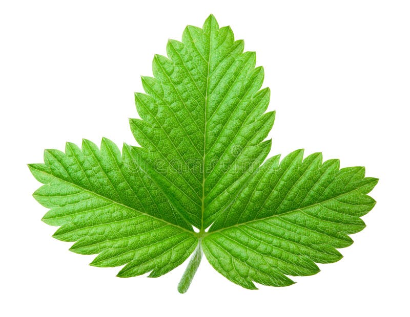 Hoja joven de la fresa imagen de archivo. Imagen de elemento - 72605713