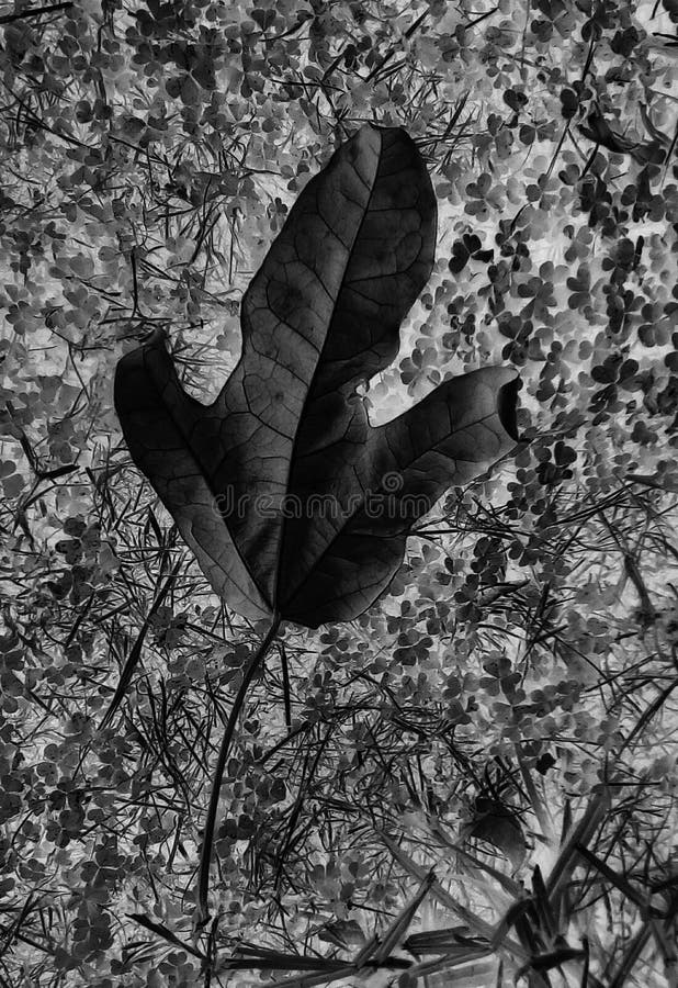 Hoja negra imagen de archivo. Imagen de primer, negro - 121347493