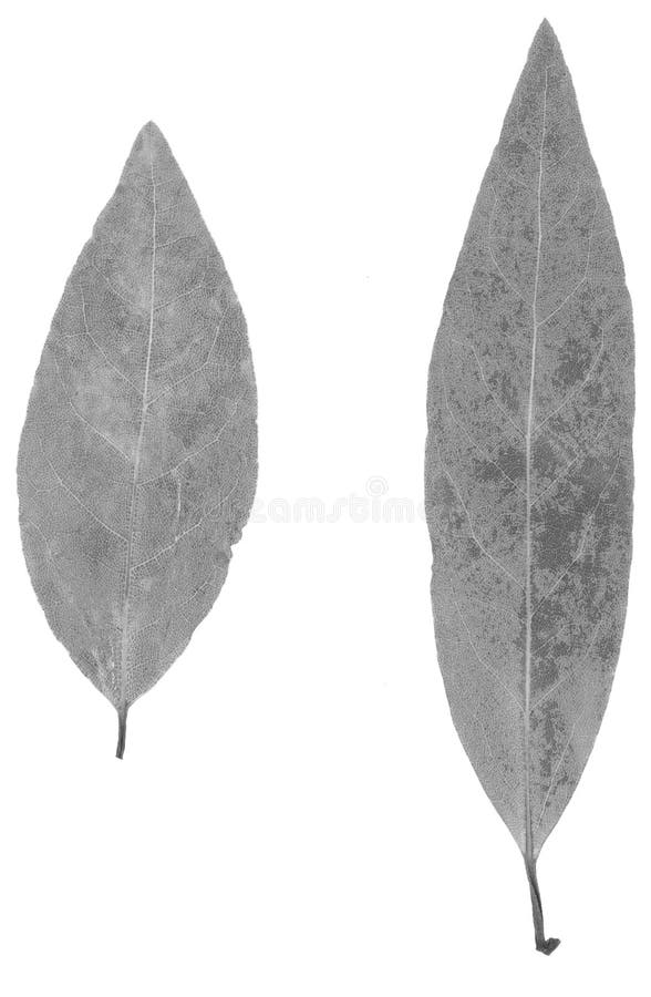 Hoja Negra Aislada En Fondo Blanco Foto de archivo - Imagen de fresco ...