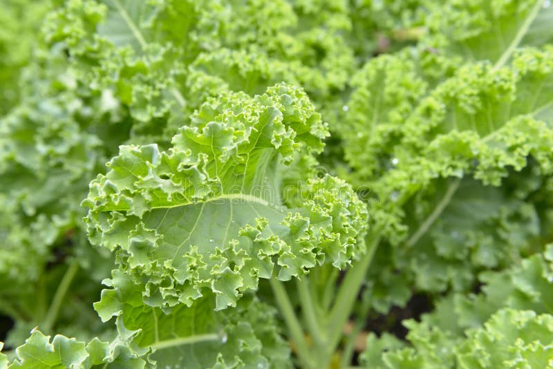 Hoja Rizada De Una Col De La Col Rizada Foto de archivo - Imagen de ...