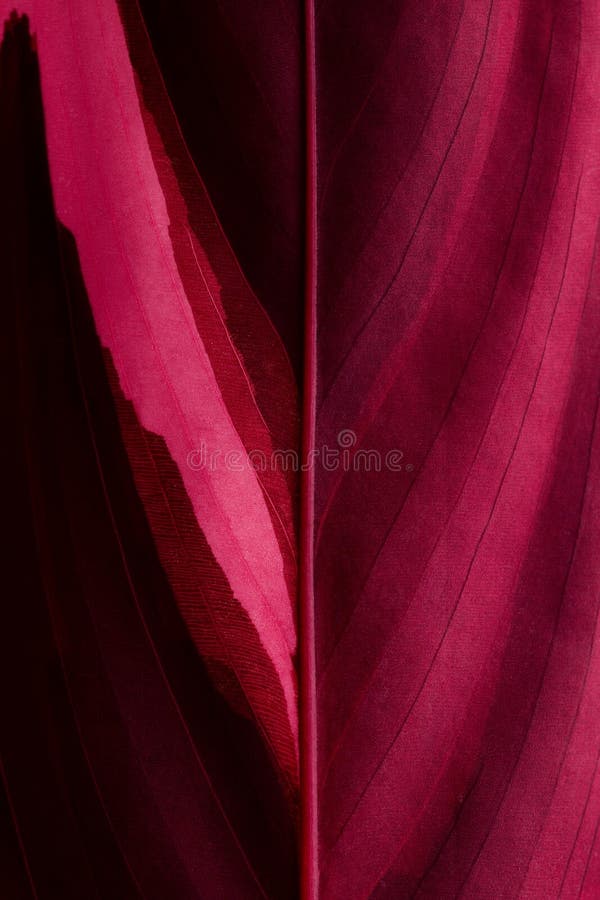 Hoja roja imagen de archivo. Imagen de follaje, hoja, extracto - 6744469