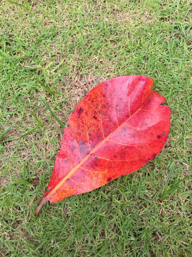 Hoja Roja De La Almendra India Imagen de archivo - Imagen de bengala ...