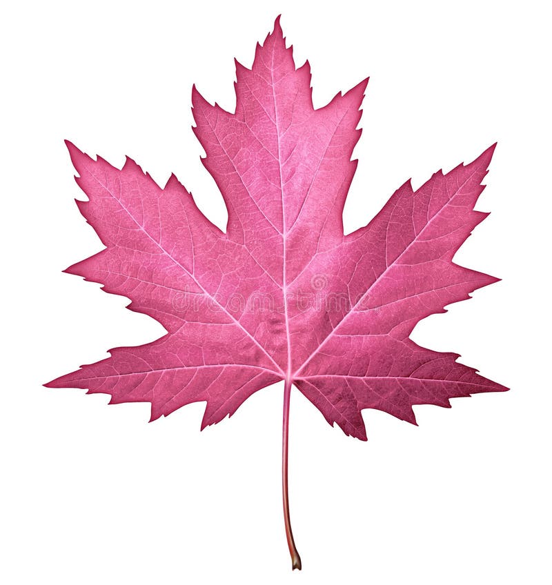 Hoja rosada imagen de archivo. Imagen de flora, planta - 5102383