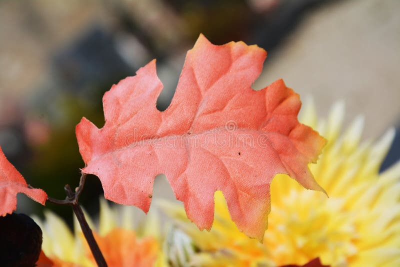 Hoja rosada foto de archivo. Imagen de amor, florido - 77069050