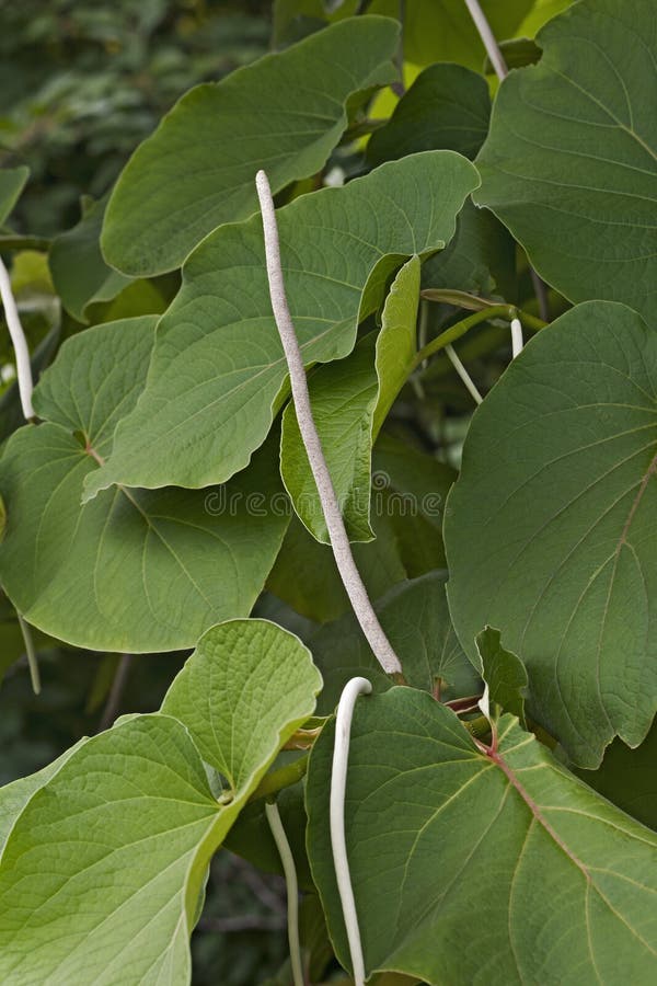 Hoja santa foto de archivo. Imagen de cruz, sagrado, hoja - 76047174