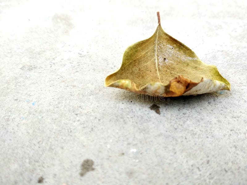 Hoja seca imagen de archivo. Imagen de concreto, seco - 108964045