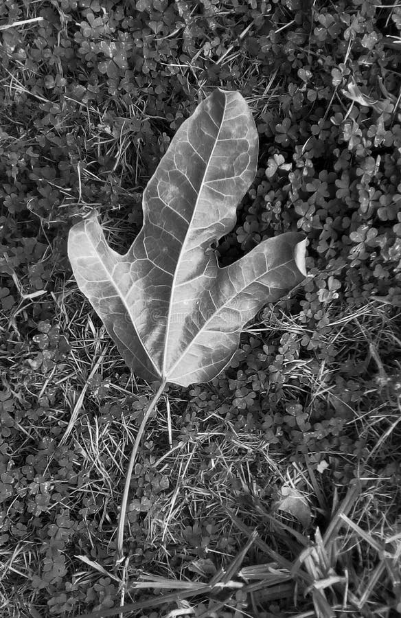 Hoja seca imagen de archivo. Imagen de planta, vertical - 120707703