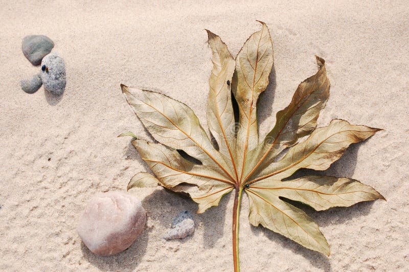 Hoja seca imagen de archivo. Imagen de piedras, seco - 20325795