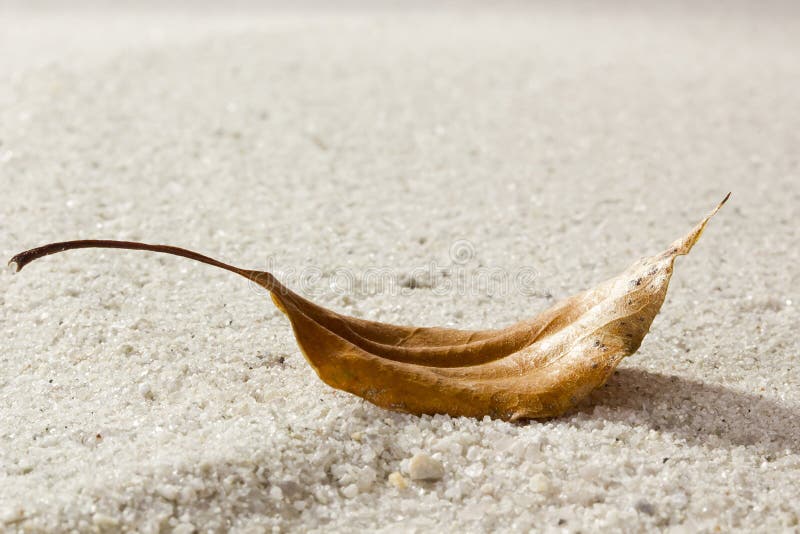 Hoja seca foto de archivo. Imagen de texturizado, caos - 22464036