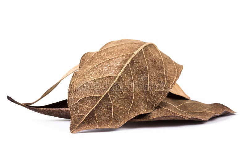 Hoja seca foto de archivo. Imagen de secado, follaje - 38728074